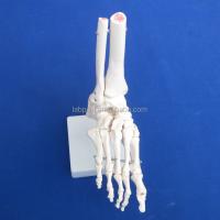 China Human Anatomical Models Life-Size Foot Joint Model with Ligament and Bones of Skeleton for sale