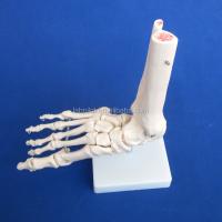 China Human Anatomical Models Life-Size Foot Joint Model with Ligament and Bones of Skeleton for sale