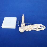 China Human Anatomical Models Life-Size Foot Joint Model with Ligament and Bones of Skeleton for sale