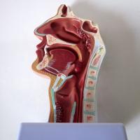 China Highly Respiratory System Model Nasal Cavity Oral Cavity Throat and Pharyngeal Pathology for sale