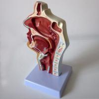 China Highly Respiratory System Model Nasal Cavity Oral Cavity Throat and Pharyngeal Pathology for sale