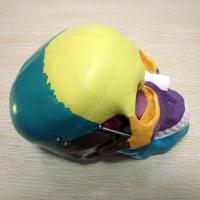 China Human Life Size Skeleton Model Bones Model of Cerebral Cranium for Medical Study Aid for sale