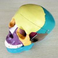 China Human Life Size Skeleton Model Bones Model of Cerebral Cranium for Medical Study Aid for sale