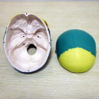 China Human Life Size Skeleton Model Bones Model of Cerebral Cranium for Medical Study Aid for sale