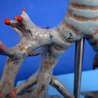 China Vivid Anatomical Bronchial Tree Model 26 Positions Marked Trachea Anatomy for Medical Science for sale