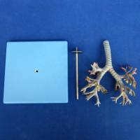 China Vivid Anatomical Bronchial Tree Model 26 Positions Marked Trachea Anatomy for Medical Science for sale