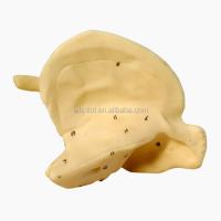 China Enhance Your Skeleton Study with Enlarged Temporal Bone Model Educational Model for sale