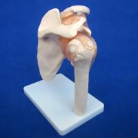 China Detailed Human Joint Bone Models for Educational Shoulder Elbow Hip Knee Hand and Foo for sale