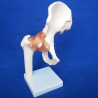 China Detailed Human Joint Bone Models for Educational Shoulder Elbow Hip Knee Hand and Foo for sale