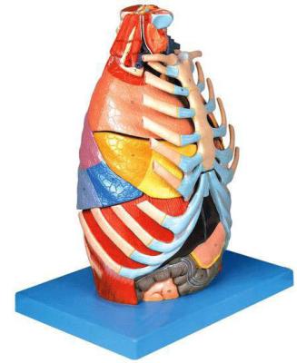 China Medical Science Anatomical Demonstration Model of Human Thoracic Cavity and Chest Organs for sale