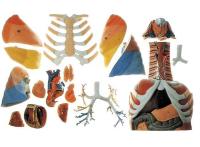 China Medical Science Anatomical Demonstration Model of Human Thoracic Cavity and Chest Organs for sale