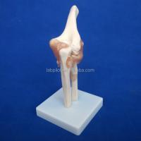 China Detailed Human Joint Bone Models for Educational Shoulder Elbow Hip Knee Hand and Foo for sale