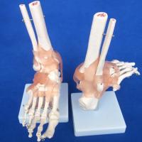 China Detailed Human Joint Bone Models for Educational Shoulder Elbow Hip Knee Hand and Foo for sale