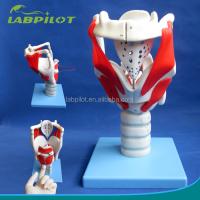 China Human Life Size Advanced Larynx Structure and Function Model for Medical Demonstration for sale