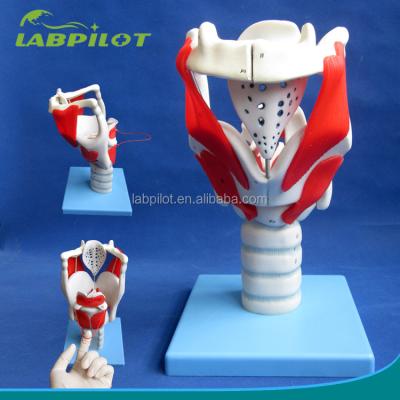 China Human Life Size Advanced Larynx Structure and Function Model for Medical Demonstration for sale