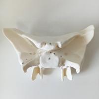 China Amplified Alar Bone Sphenoid Bone Detailed Anatomy Structures Model for Medical Study for sale