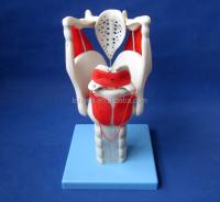 China Human Life Size Advanced Larynx Structure and Function Model for Medical Demonstration for sale