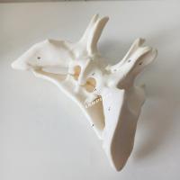 China Amplified Alar Bone Sphenoid Bone Detailed Anatomy Structures Model for Medical Study for sale