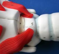 China Human Life Size Advanced Larynx Structure and Function Model for Medical Demonstration for sale