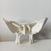 China Amplified Alar Bone Sphenoid Bone Detailed Anatomy Structures Model for Medical Study for sale
