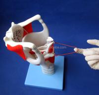 China Human Life Size Advanced Larynx Structure and Function Model for Medical Demonstration for sale