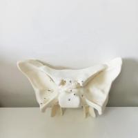 China Amplified Alar Bone Sphenoid Bone Detailed Anatomy Structures Model for Medical Study for sale