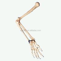 China Anatomical Demonstration Upper Extremity Model for Medical Professionals and Students for sale