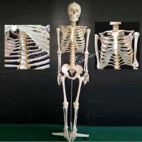 China Flexible Skeleton Structures for Human Life Size Teaching Model in Educational Settin for sale