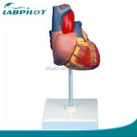 China Human Life Size Enlarged Adult Heart 3D Model for Anatomy and Physiology Education for sale