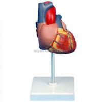 China Human Life Size Enlarged Adult Heart 3D Model for Anatomy and Physiology Education for sale