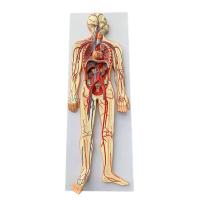 China Life Size Medical Circulation Demonstration Model of Human Blood Circulatory System for sale