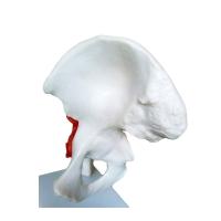 China Detailed Anatomy Structures Medical Teaching Hip Joint Model with Artificial Ligament Human Bone for sale