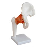 China Detailed Anatomy Structures Medical Teaching Hip Joint Model with Artificial Ligament Human Bone for sale