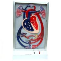 China Electric Heart Beat and Blood Circulation Teaching Model with Detailed Anatomy Structures for sale