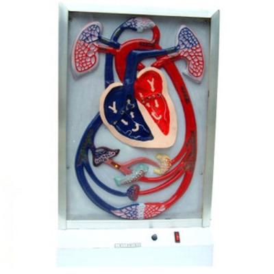 China Electric Heart Beat and Blood Circulation Teaching Model with Detailed Anatomy Structures for sale