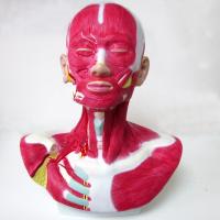 China Human Life Size Head Face Neck Anatomy and External Carotid Artery Distribution Model for sale
