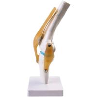 China Professional Knee Joint Model Made of Advanced PVC for Anatomical Education for sale