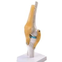 China Professional Knee Joint Model Made of Advanced PVC for Anatomical Education for sale