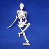 China Customizable Logo Advanced PVC Flexible Skeleton Model with Movable Jaw and Material 45CM for sale