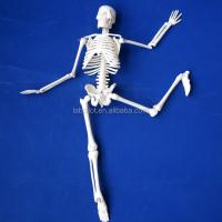 China Customizable Logo Advanced PVC Flexible Skeleton Model with Movable Jaw and Material 45CM for sale