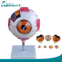 China Anatomical Human Giant Eye Model Detailed Anatomy Structures for Medical Science for sale