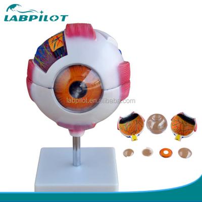 China Anatomical Human Giant Eye Model Detailed Anatomy Structures for Medical Science for sale