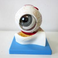 China Educational Eyeball Model Enlarged Anatomical Eye Structure for Hospitals and Educational for sale