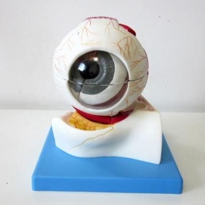 China Educational Eyeball Model Enlarged Anatomical Eye Structure for Hospitals and Educational for sale