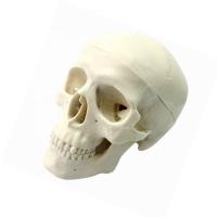 China Vivid Skull Head Adult Skull Model for Medical Education and Anatomical Demonstration for sale