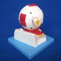 China Educational Eyeball Model Enlarged Anatomical Eye Structure for Hospitals and Educational for sale