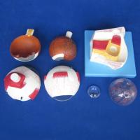 China Educational Eyeball Model Enlarged Anatomical Eye Structure for Hospitals and Educational for sale