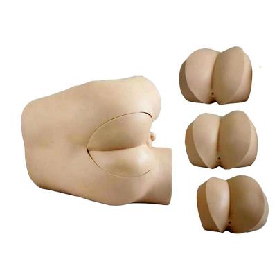 China Rectal Examination Skills Training Model with Advanced PVC Construction and Components for sale