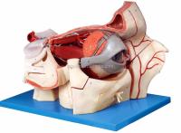 China Ophthalmological Anatomical Models Eyeball Model and Orbit with Deluxe 9-part Eye Model for sale