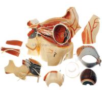 China Ophthalmological Anatomical Models Eyeball Model and Orbit with Deluxe 9-part Eye Model for sale